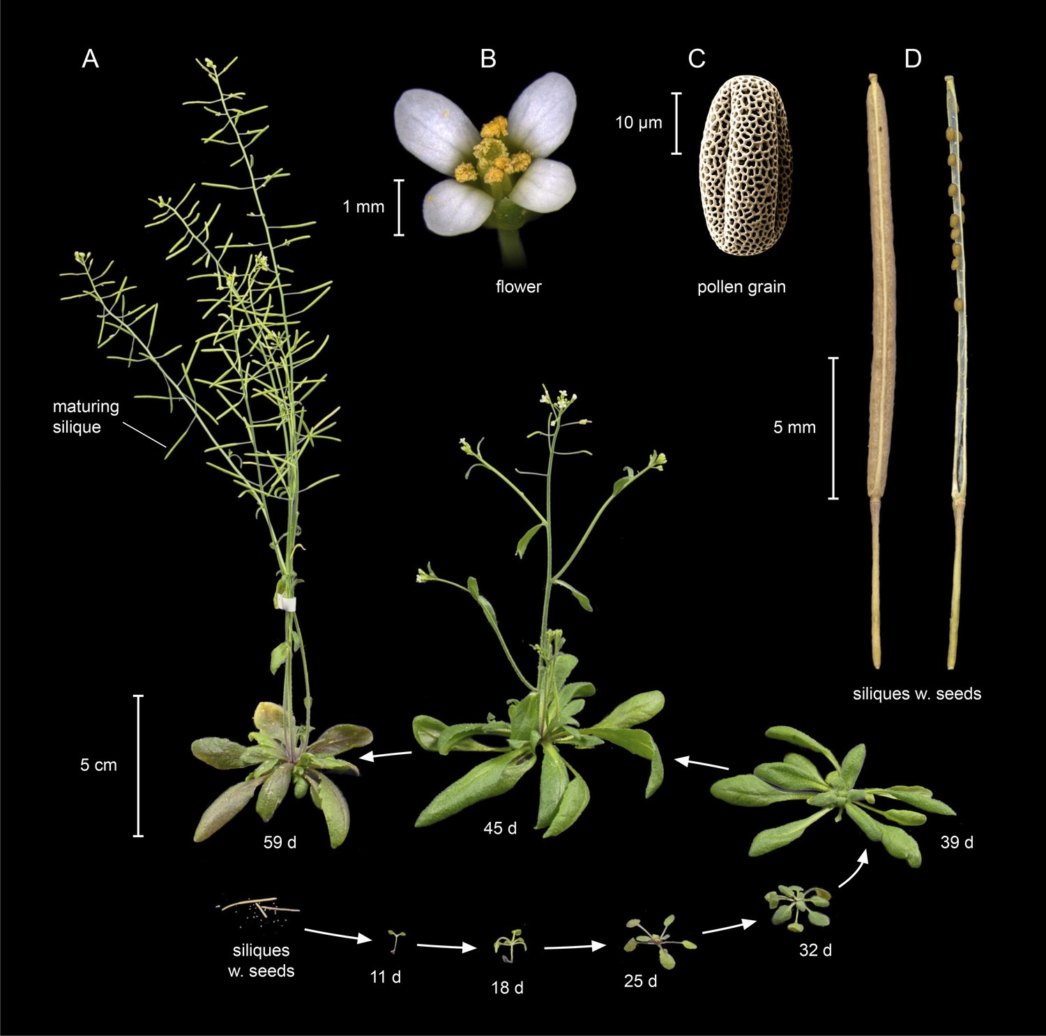 The Growth Stages of Plants - Jim's Mowing & Gardening Canada